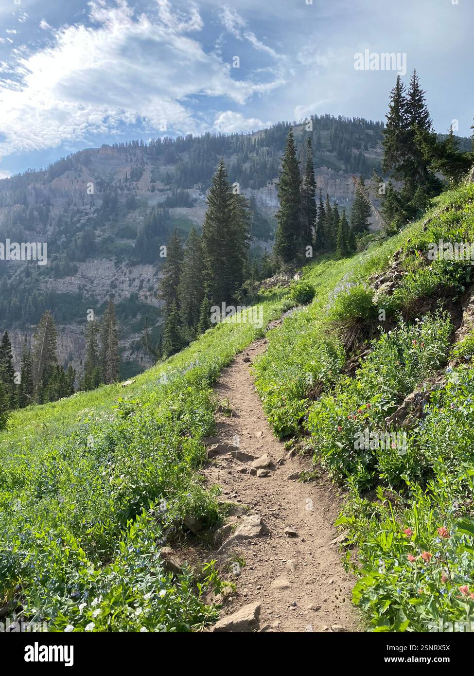 Hiking trail up Mt. Timpanogos Stock Photo - Alamy