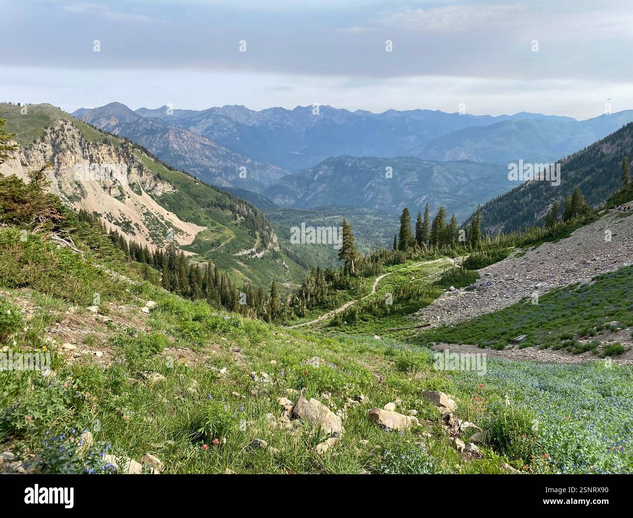 Hiking trail through lush hi-res stock photography and images - Alamy