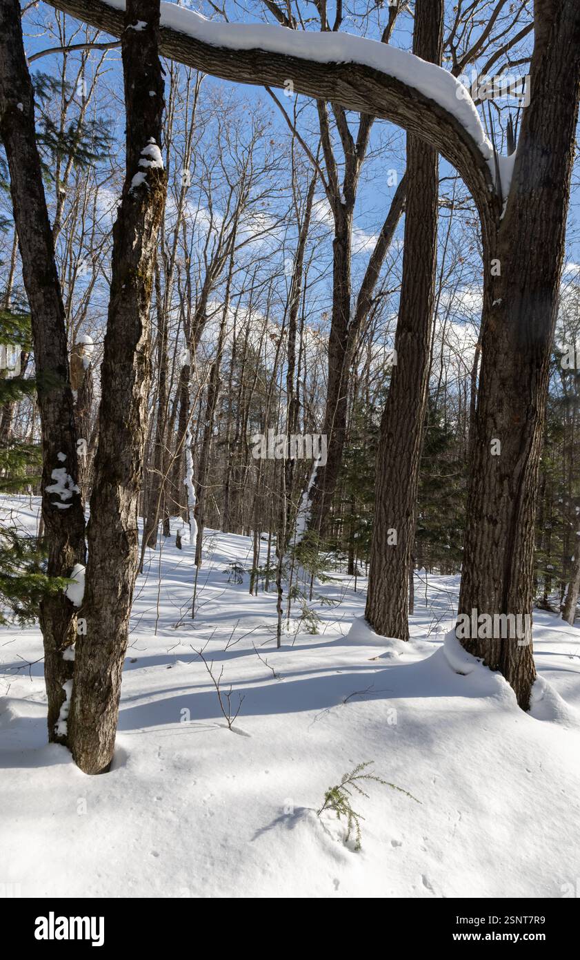 Snowy winter landscape with trees in Muskoka Ontario Stock Photo - Alamy