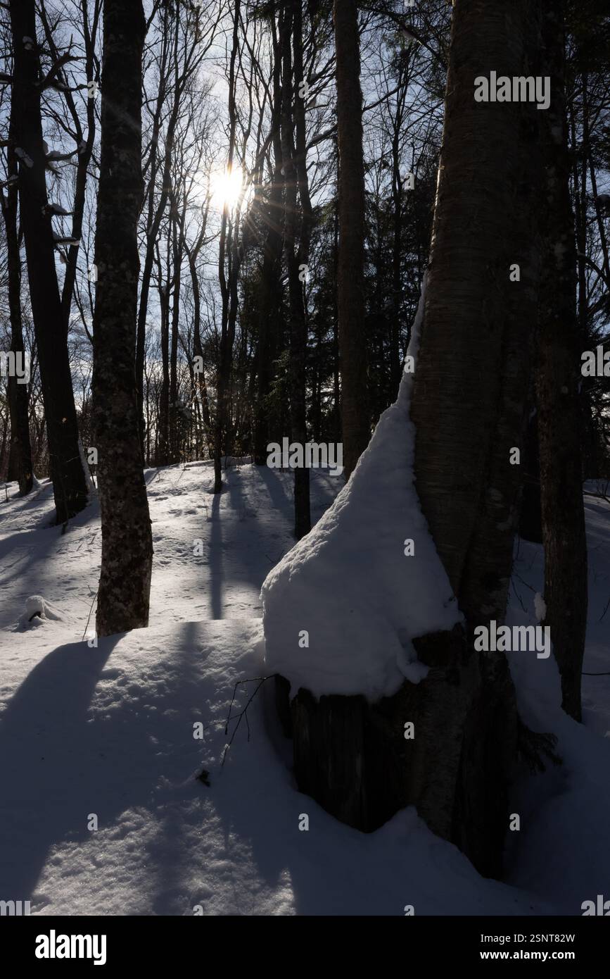 Snowy winter landscape with trees in Muskoka Ontario Stock Photo - Alamy