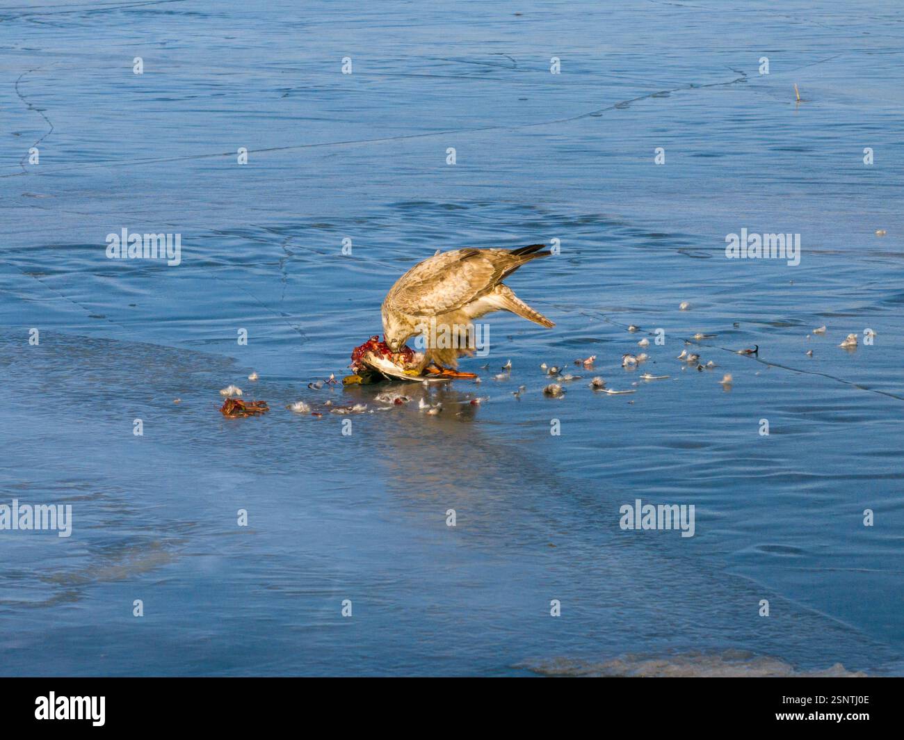 A Upland Buzzard preys on a mallard duck at the Wolong Lake Ecological Zone in Kangping county ...