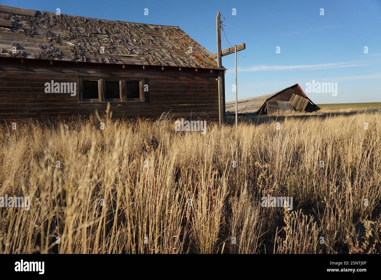 old rustic barn in wheat field Stock Photo - Alamy