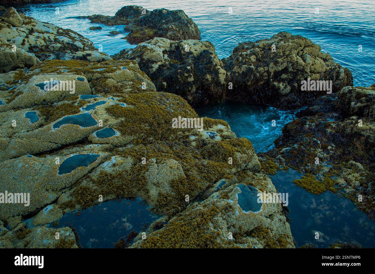 Rocky shoreline in Acadia National park covered with barnacles ...