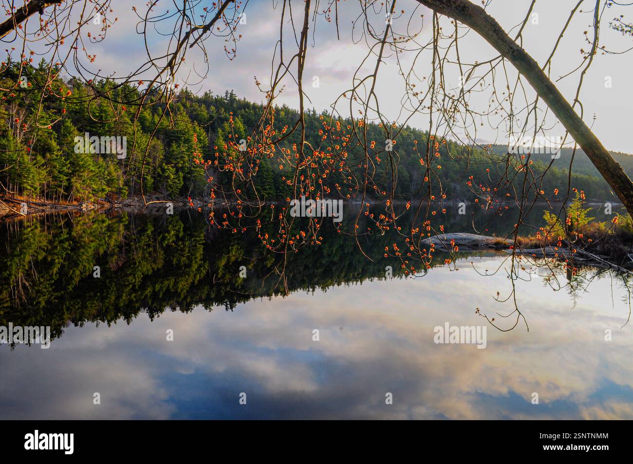 Red maple buds opening up in spring at Rock Pond in the Adirondack ...