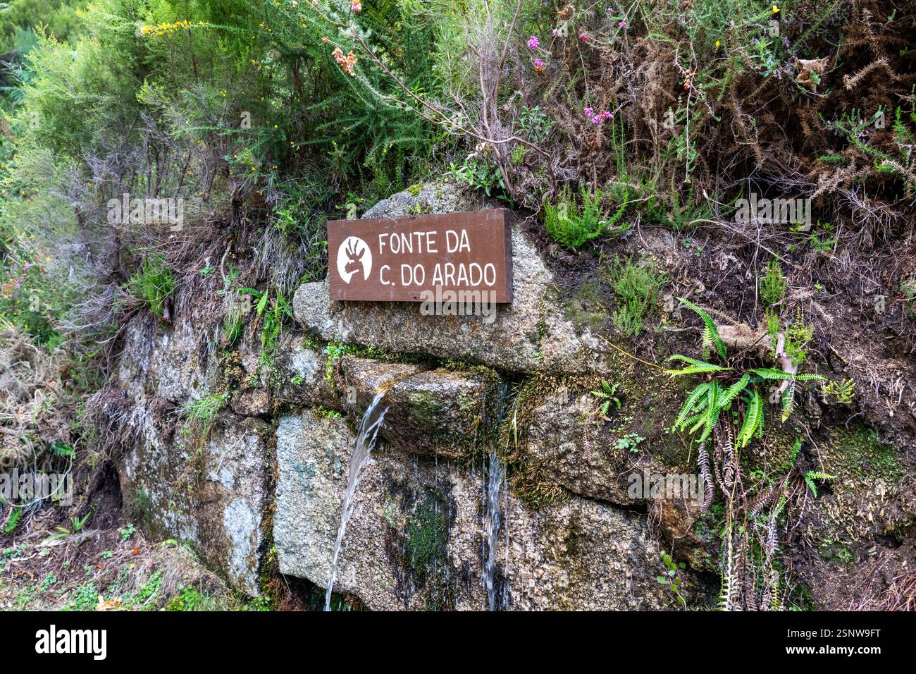 A Natural Spring Water Fountain in the Forest Spurting out of a Rock in ...