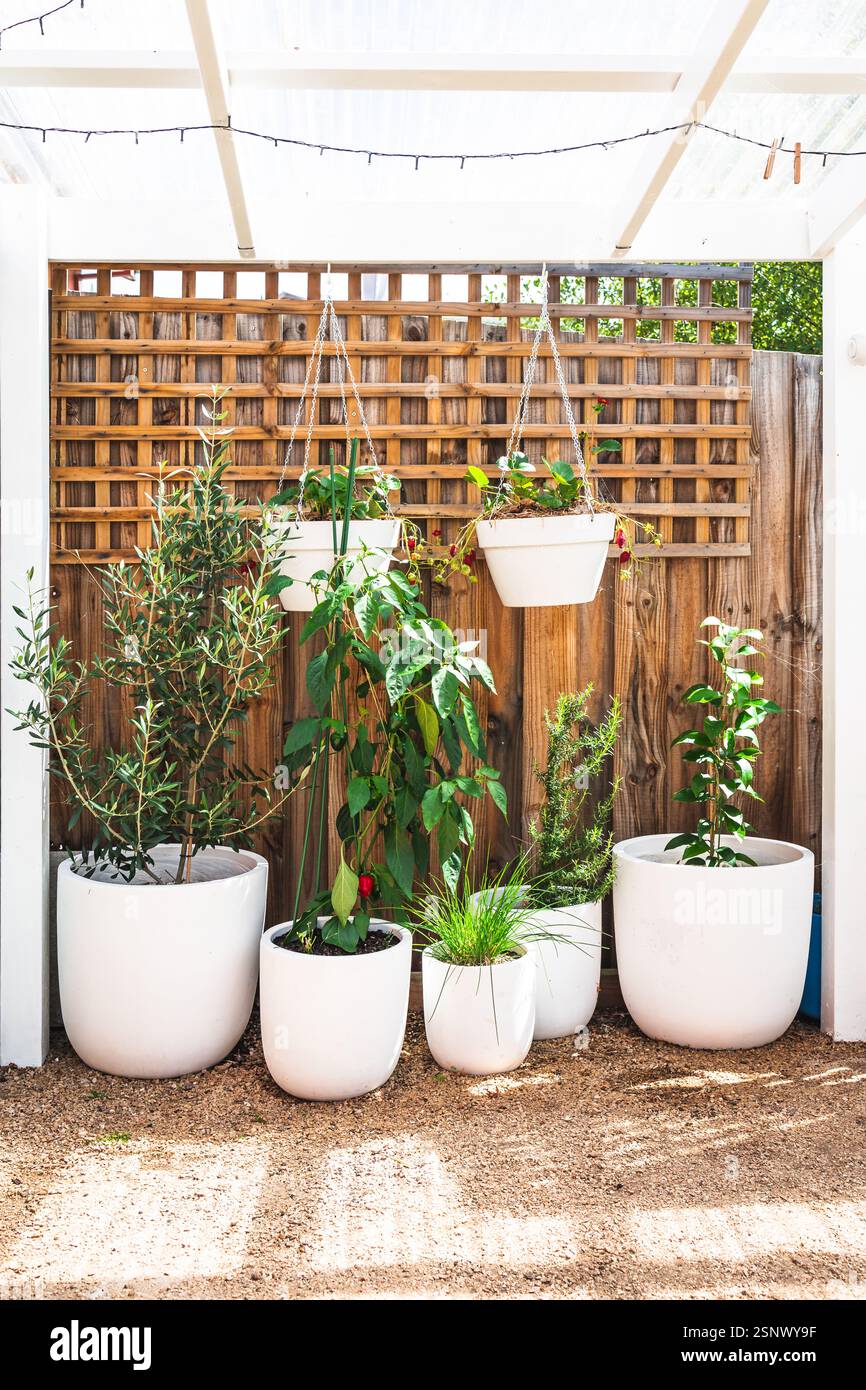 sunny Mediterranean-inspired backyard with peppers olive and lemon ...