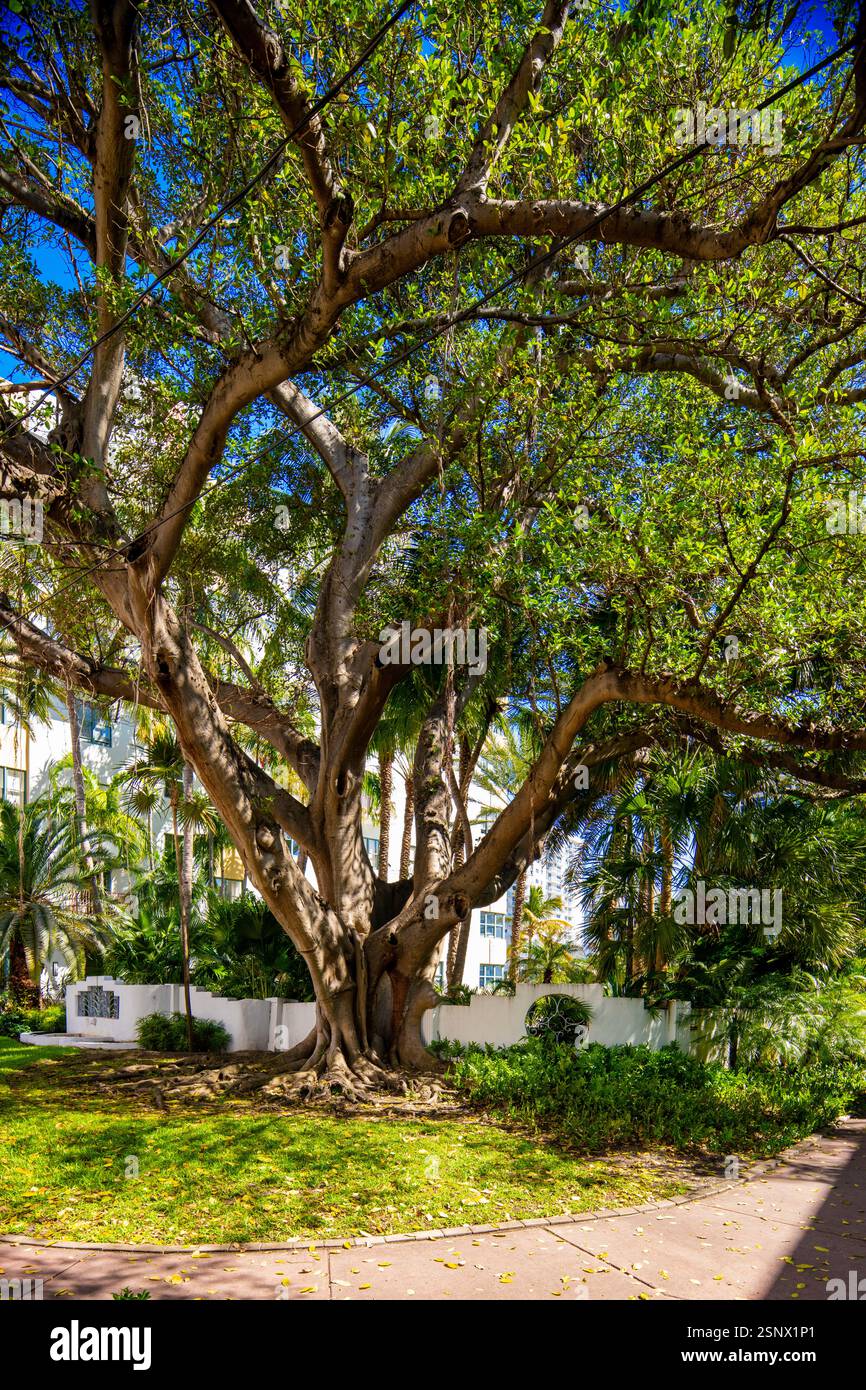 Big banyan tree in Miami Beach Florida Stock Photo - Alamy