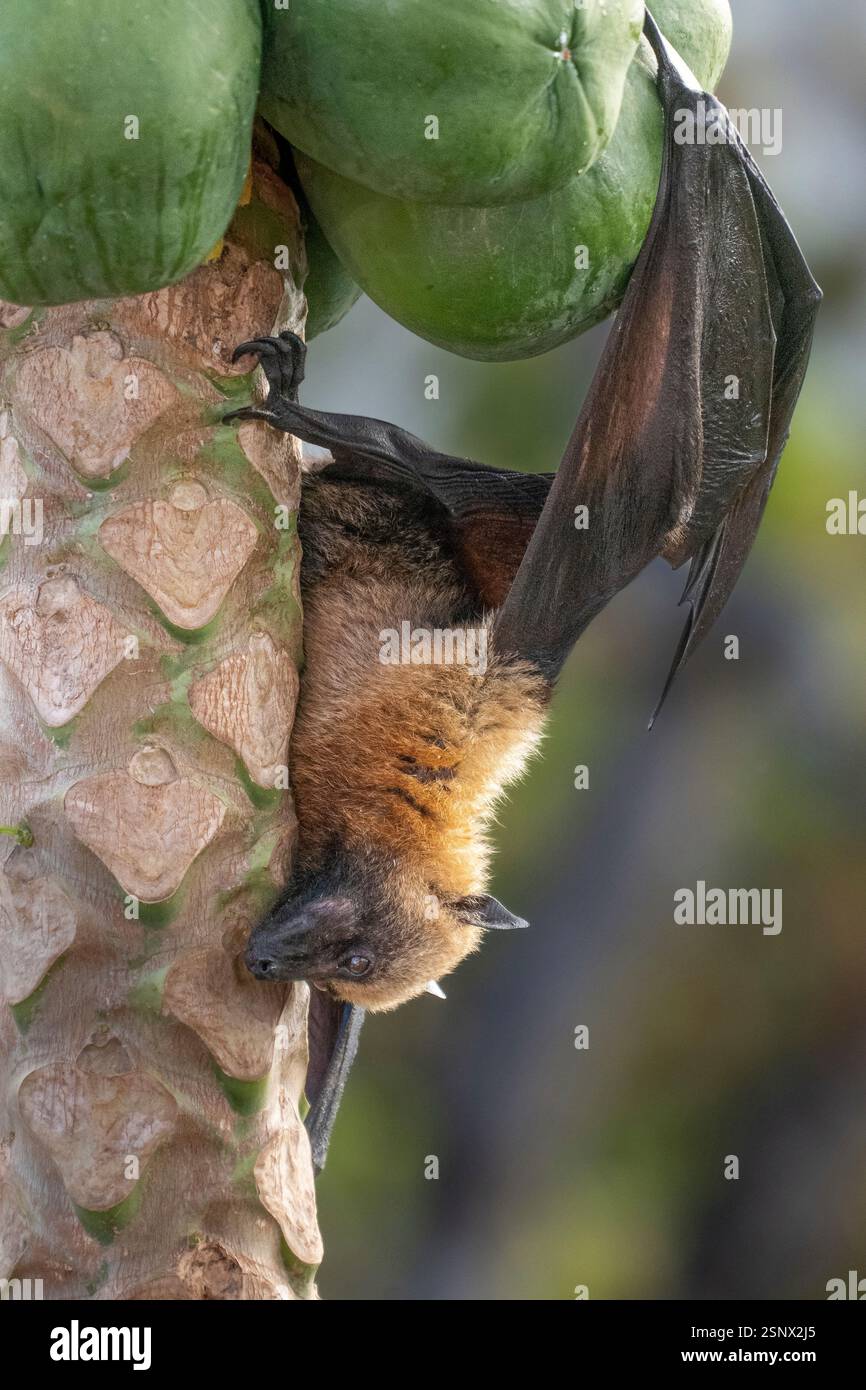 Flying fox (fruit bat) perched on a tree branch, Mayotte, Indian Ocean ...