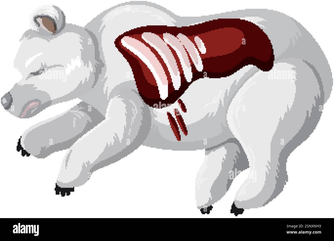 Illustration of a polar bear's internal anatomy Stock Vector Image ...