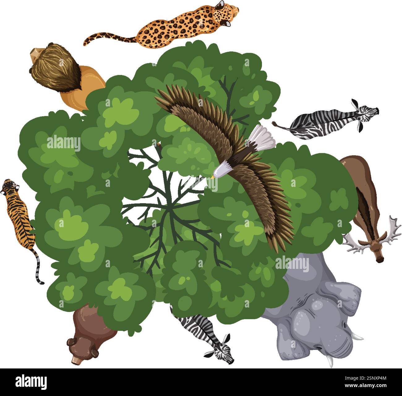 Leopard top view Stock Vector Images - Alamy