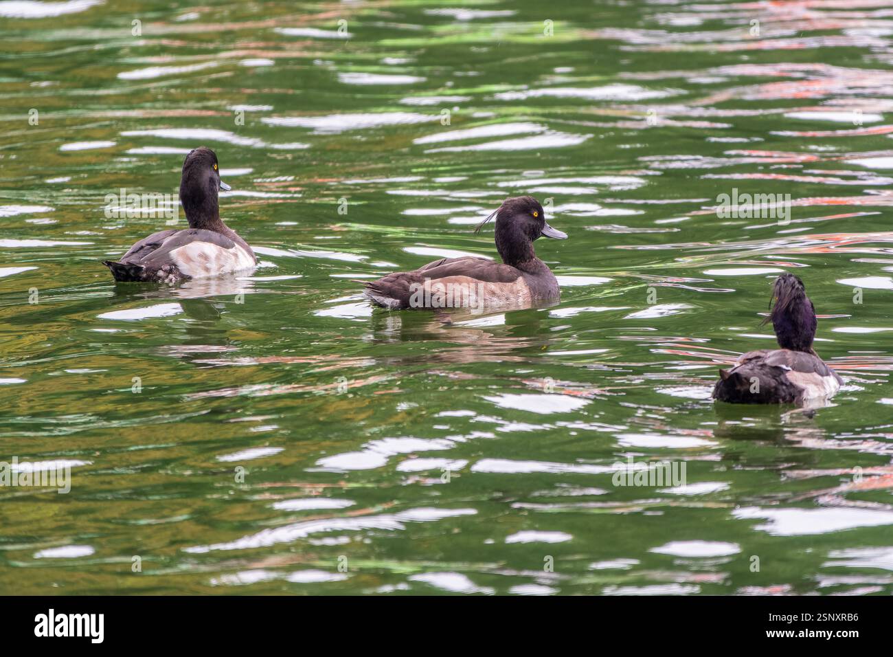 Male tufted duck, Aythya fuligula, swim in the pond. The tufted duck is ...