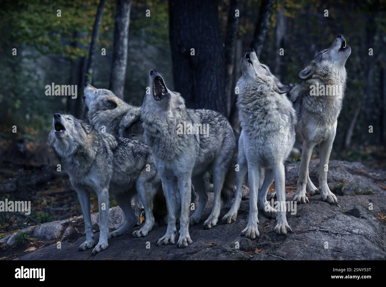 Eastern timber wolves howling on a rock Stock Photo - Alamy