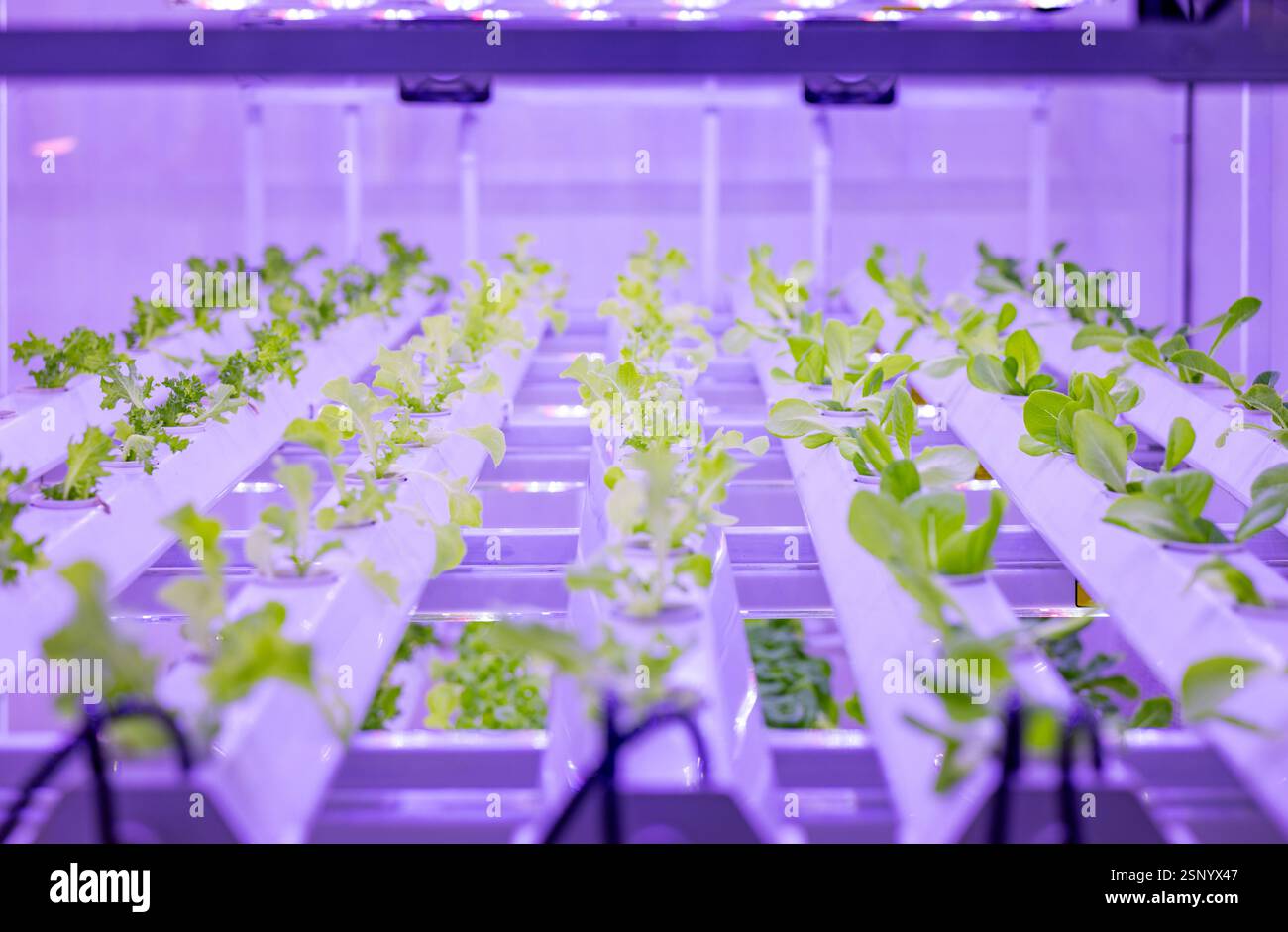 Agriculture technology with indoor farm system raised plants on shelves ...