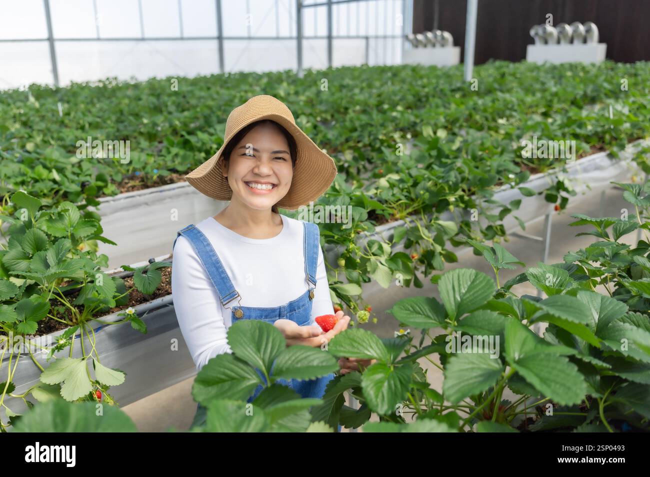 Asian gardener harvest strawberry hi-res stock photography and images ...