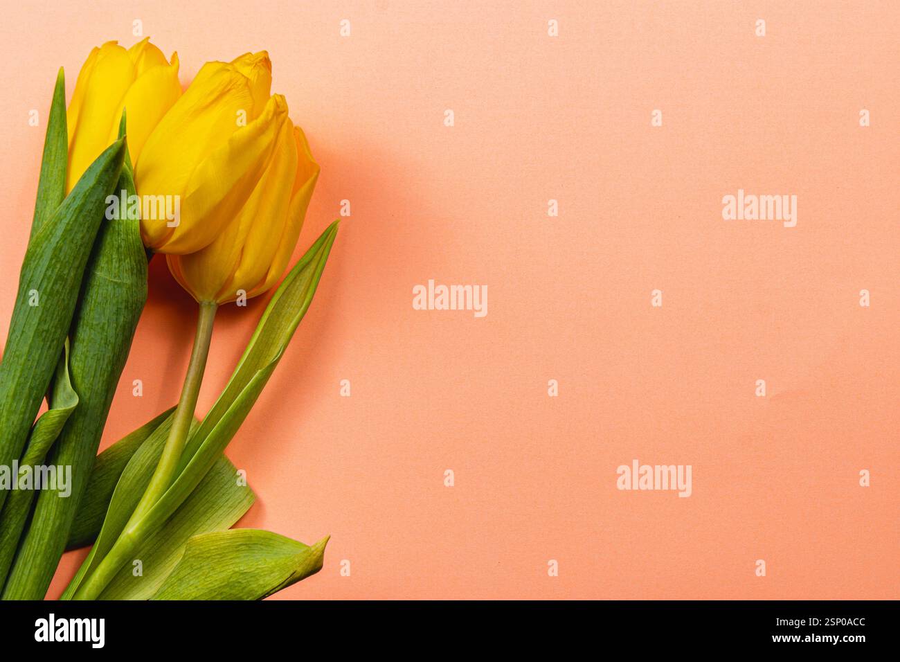 Bright yellow tulips rest on a soft peach background, symbolizing the ...