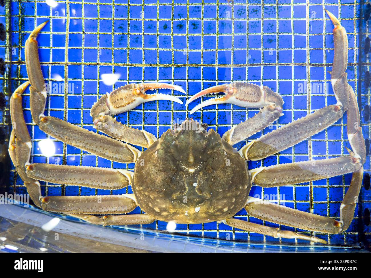 King Crab under water. Alaskan King Crabs in aquarium. The Red king crab Stock Photo - Alamy
