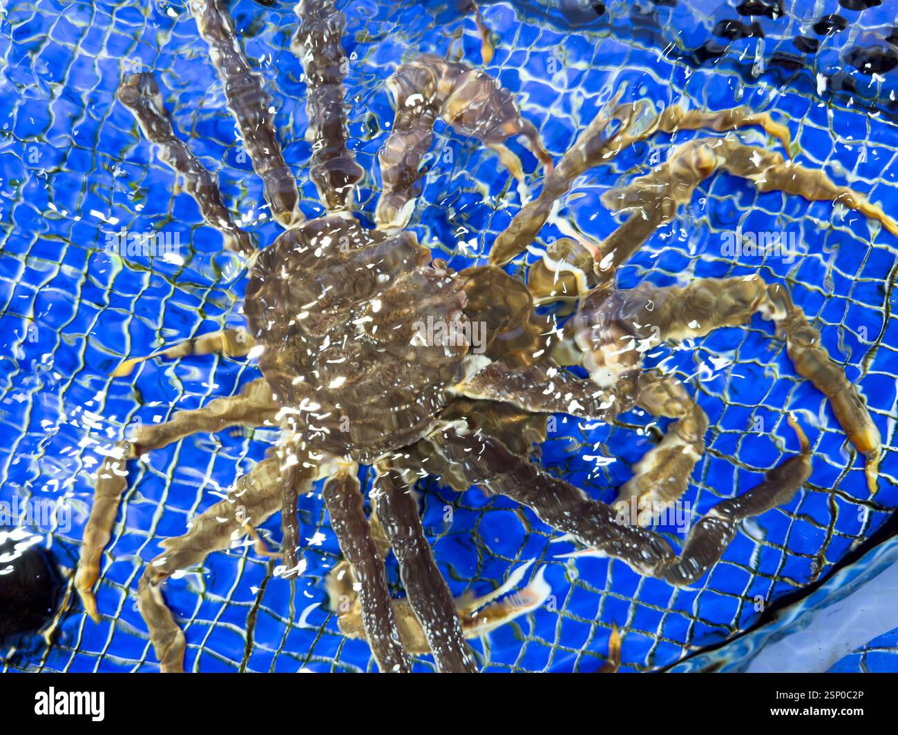 King Crab under water. Alaskan King Crabs in aquarium. The Red king crab Stock Photo - Alamy
