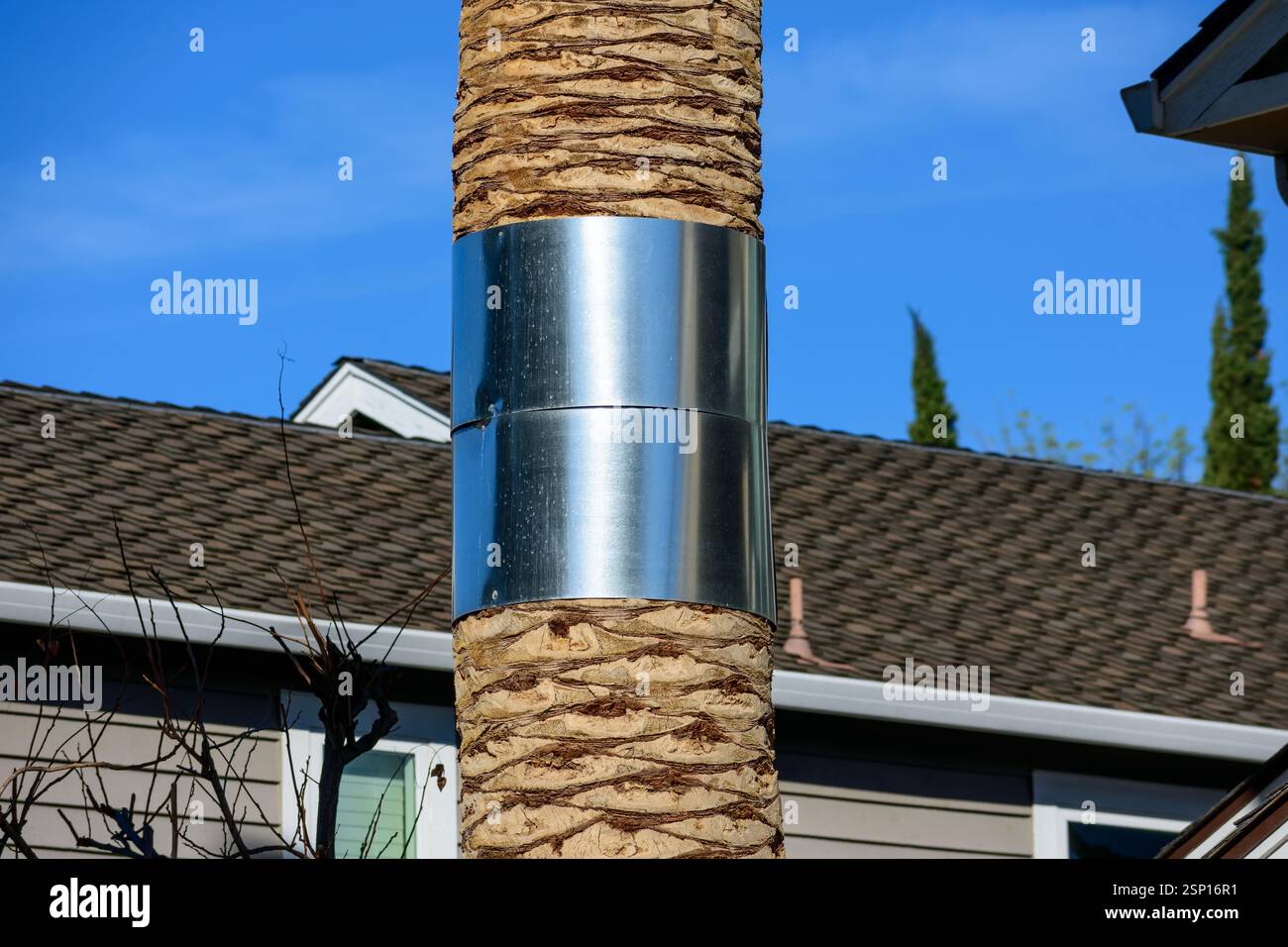 Palm tree rodent control hi-res stock photography and images - Alamy