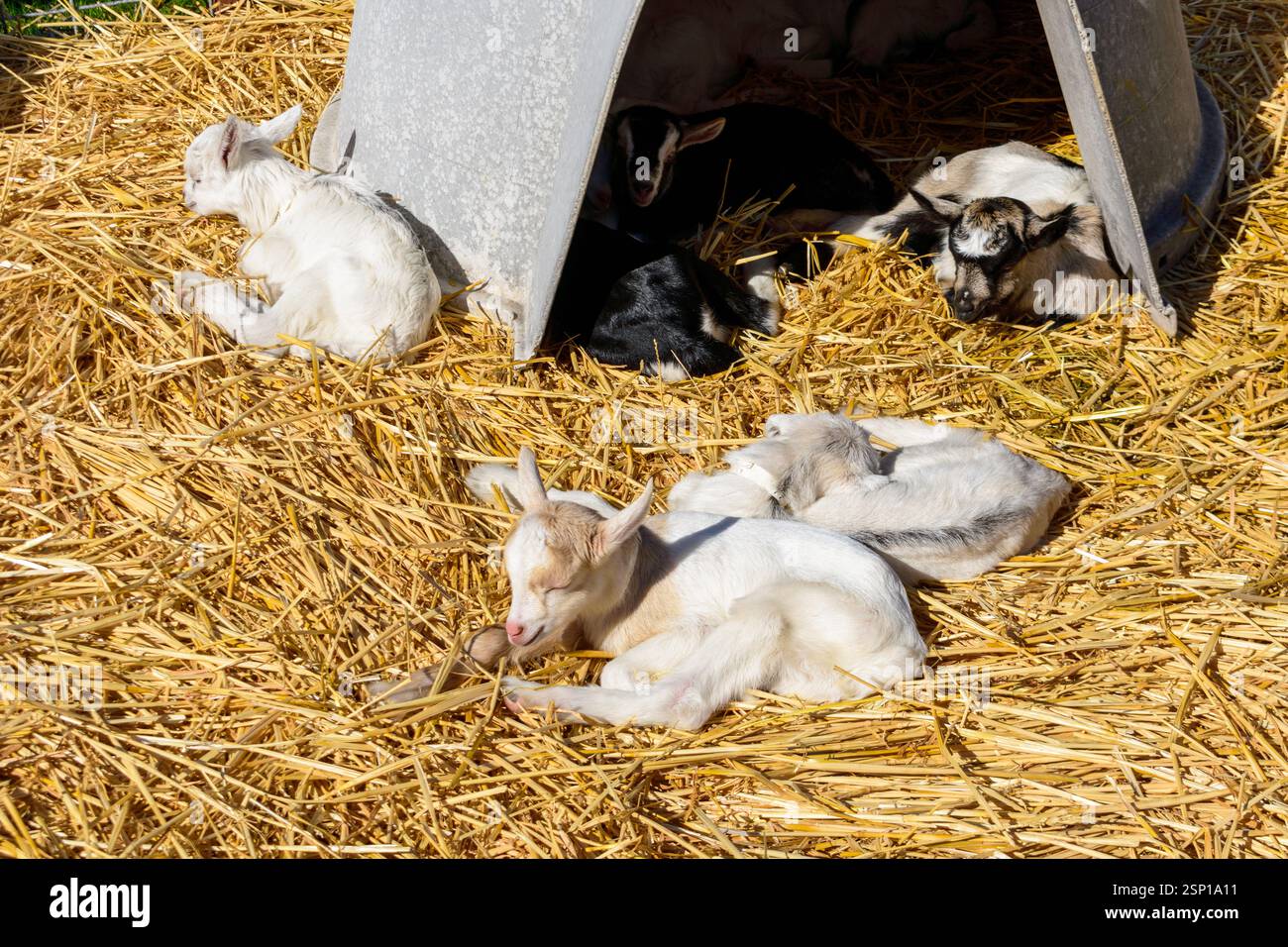 A group of baby goats resting on golden straw in the sunlight, some ...
