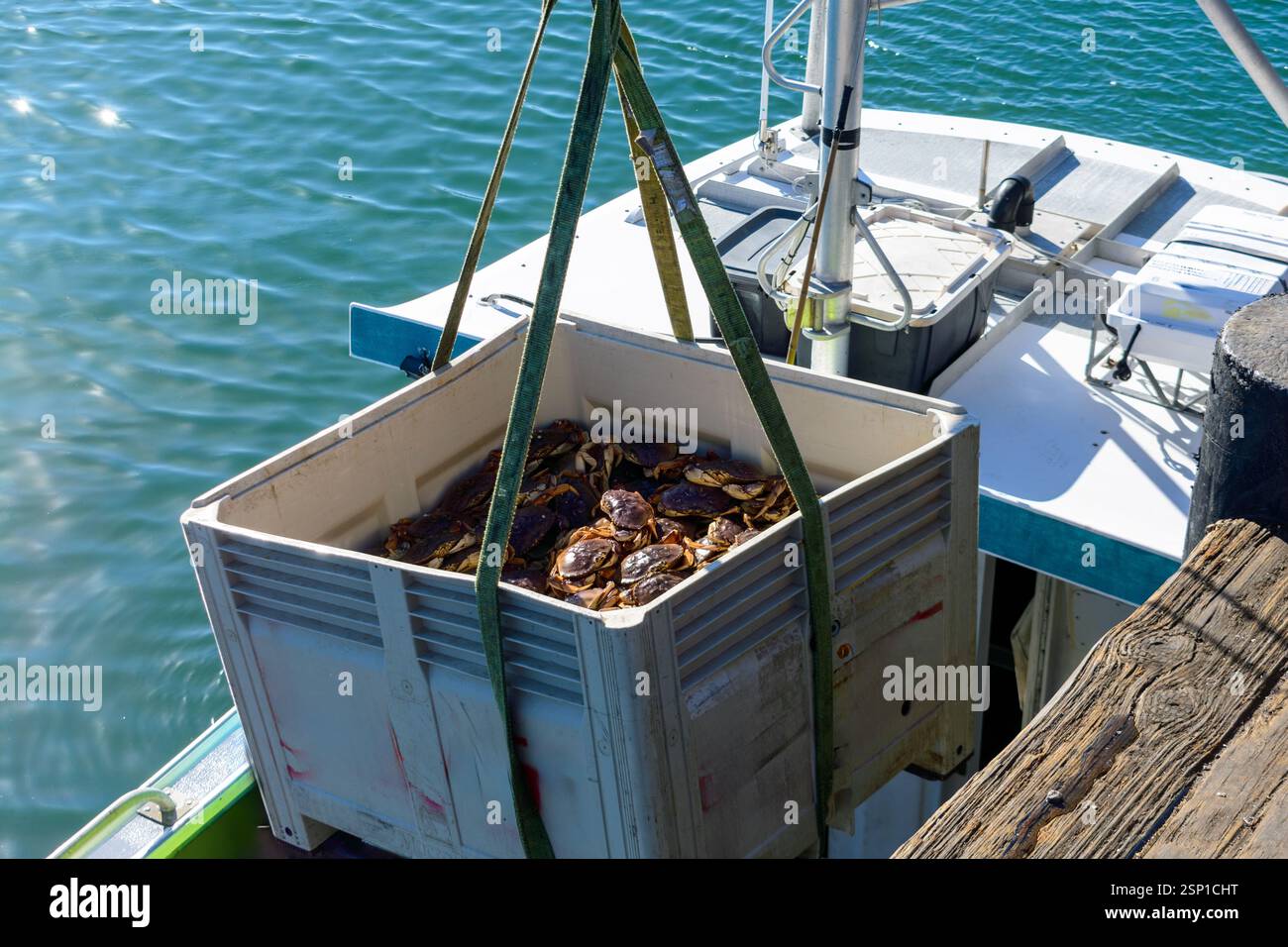 A large crate filled with freshly caught dungeness crabs is being ...