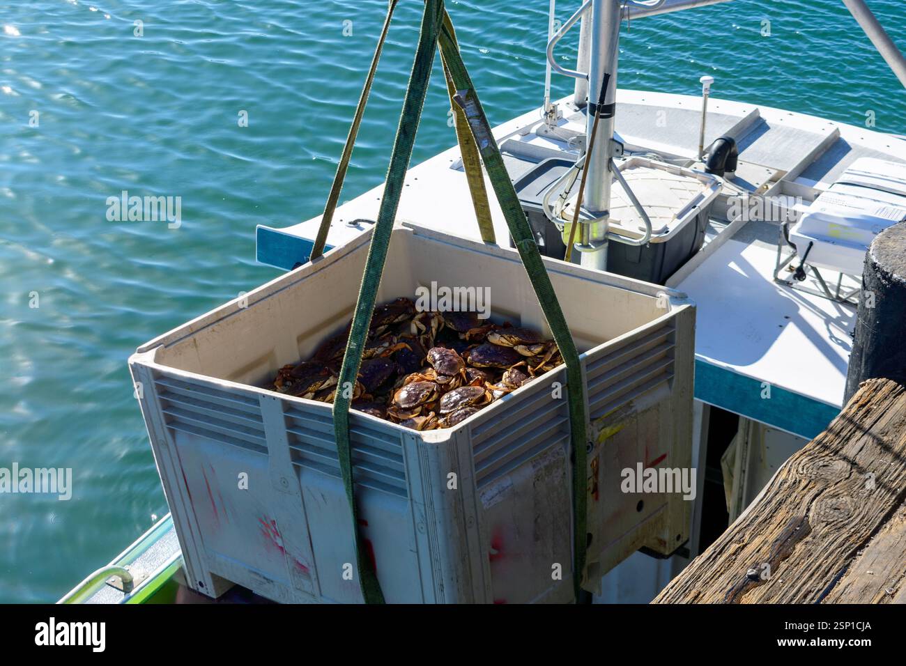 A large container filled with freshly caught dungeness crabs is being ...