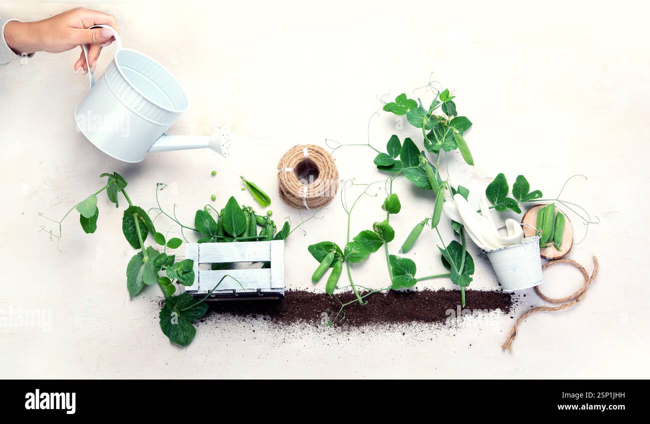 Green pea composition with garden tools on light background. Raw ...