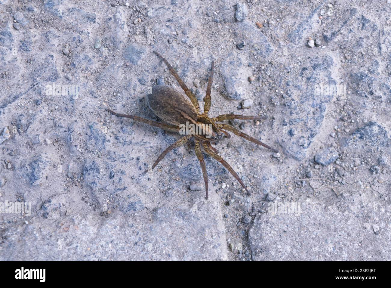 Trochosa ruricola, a spider whose common name is rustic wolf spider ...