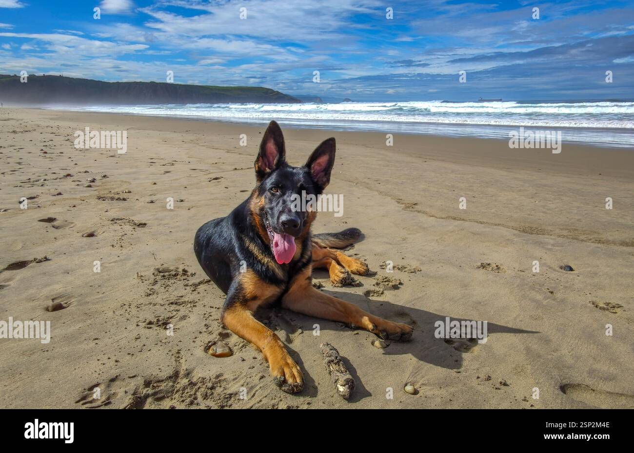 german shepherd on the beach Stock Photo - Alamy