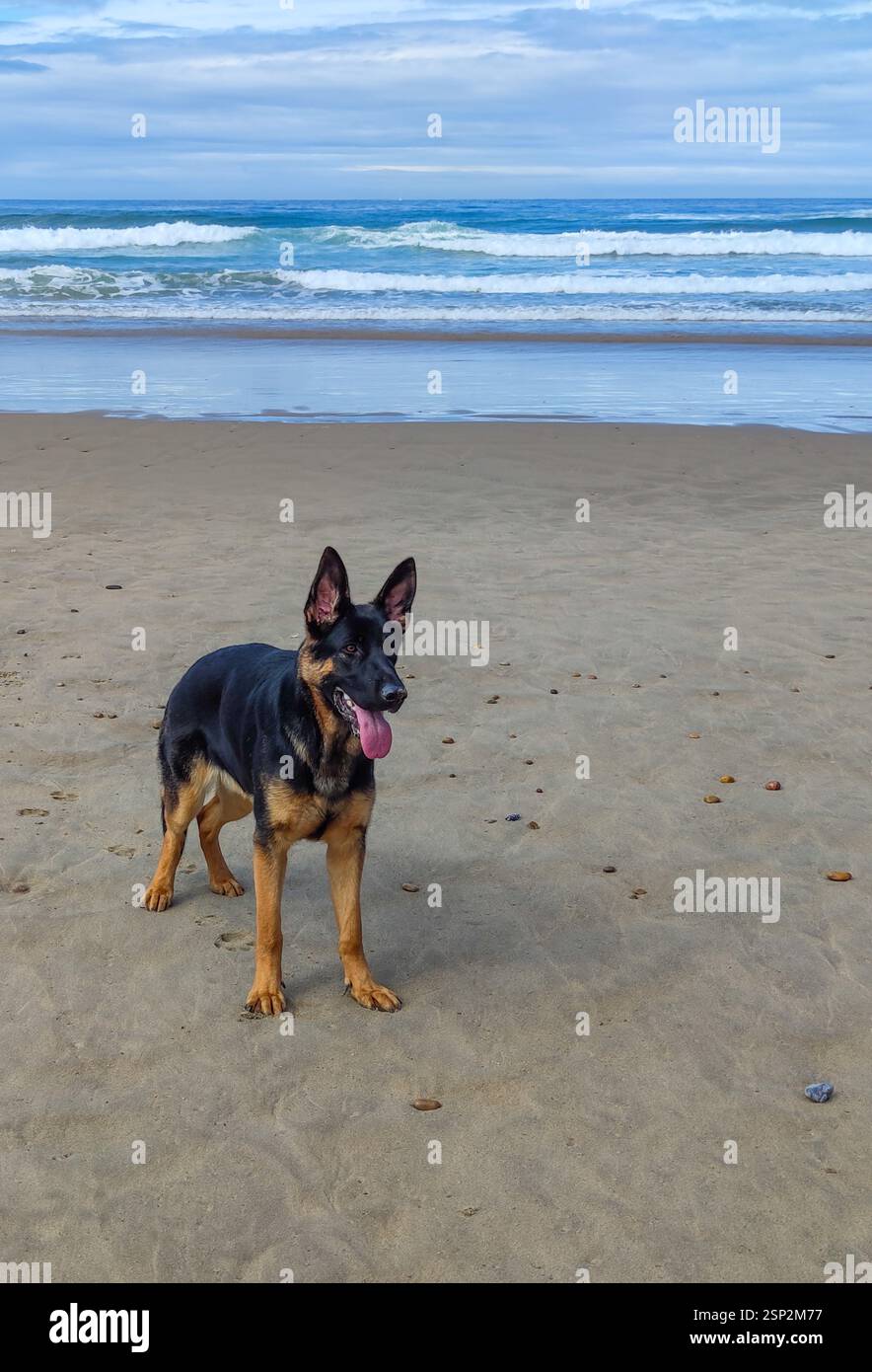 german shepherd on the beach Stock Photo - Alamy
