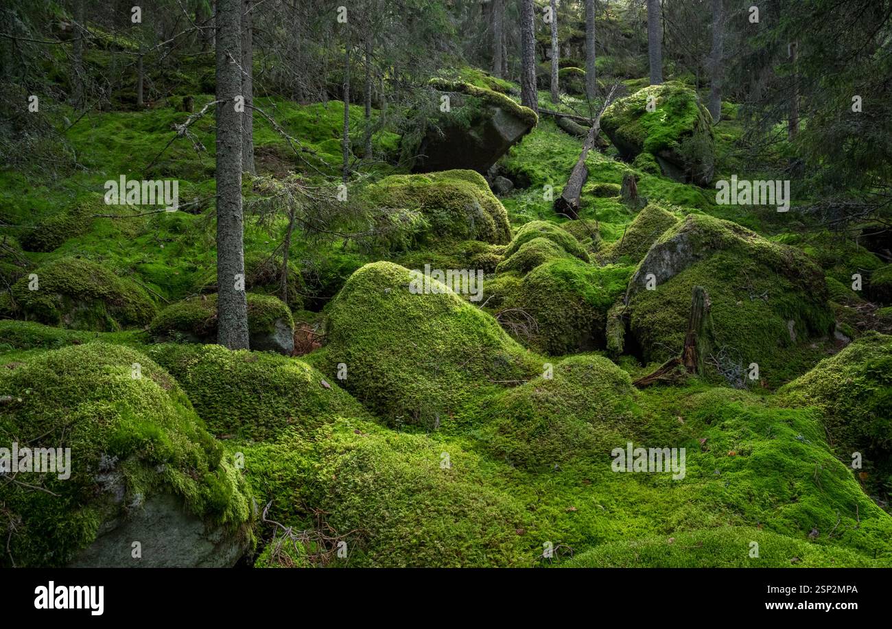 Rotstengelmoos hi-res stock photography and images - Alamy