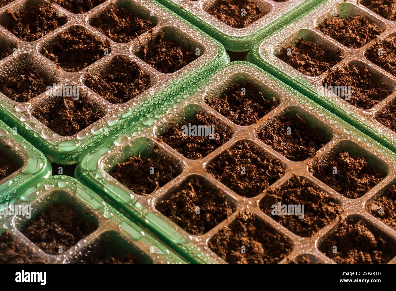 Seed trays with individual compartments filled with potting compost ...