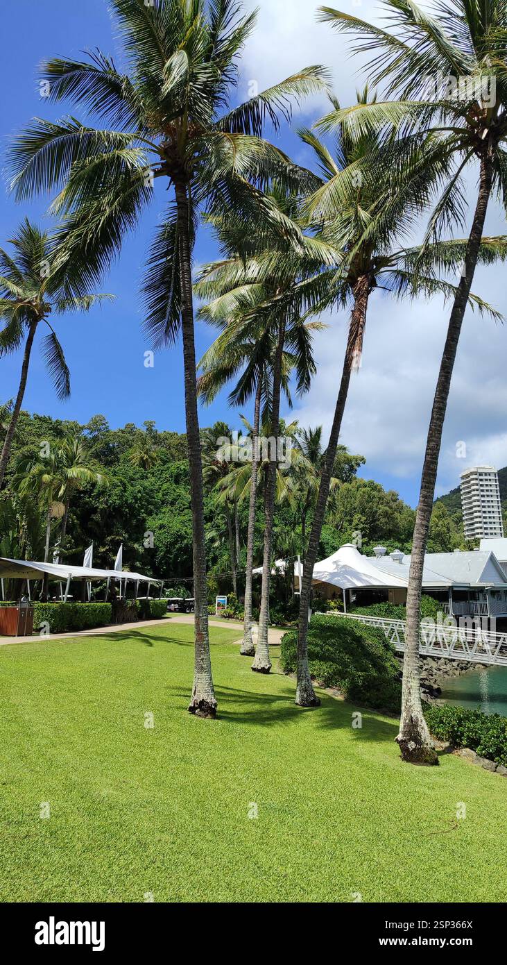 A row of tall palm trees sways gently in a park beside a calm body of ...