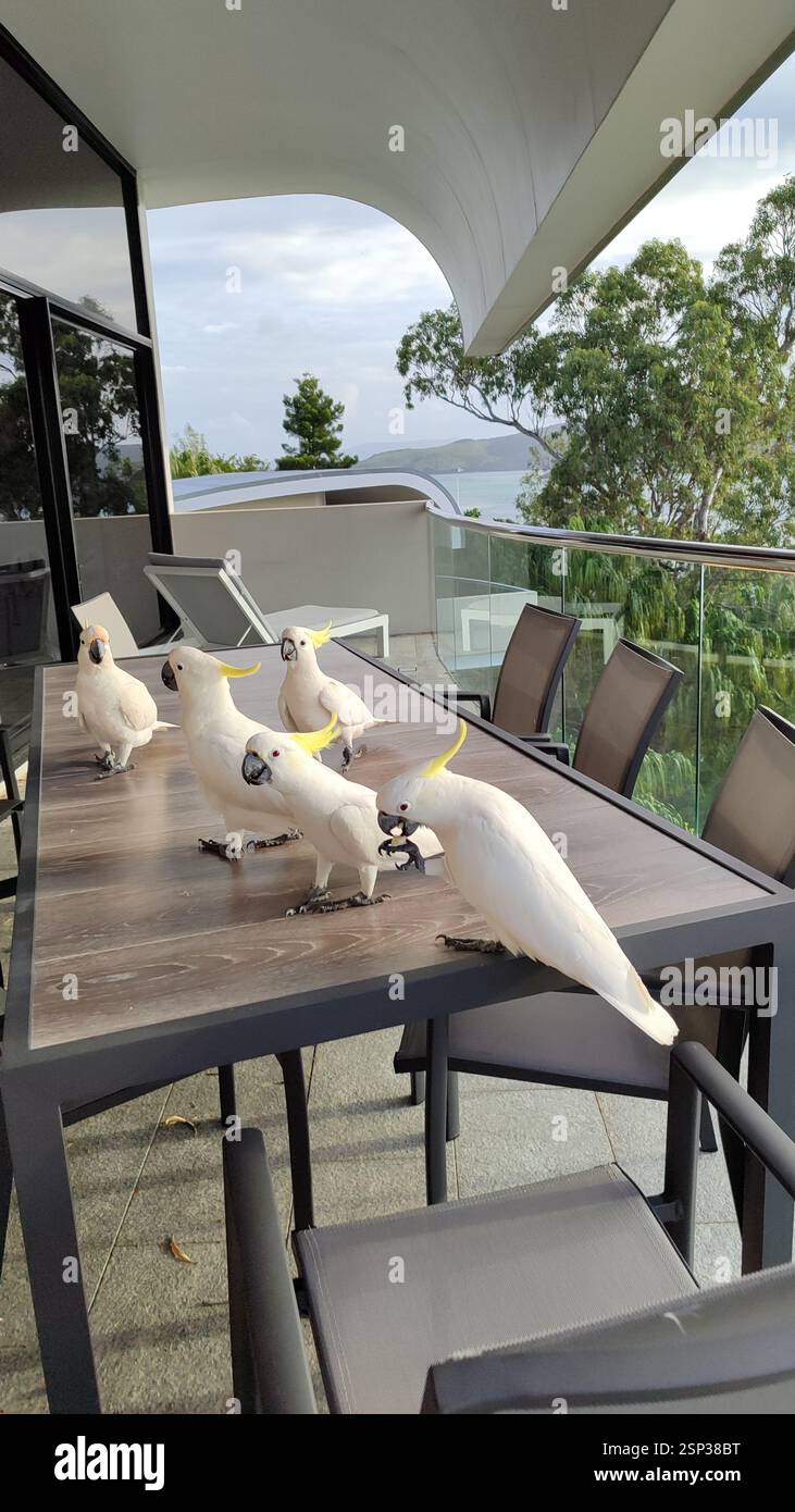 Three cockatoos on a Hamilton Island balcony table enjoy the sunshine ...