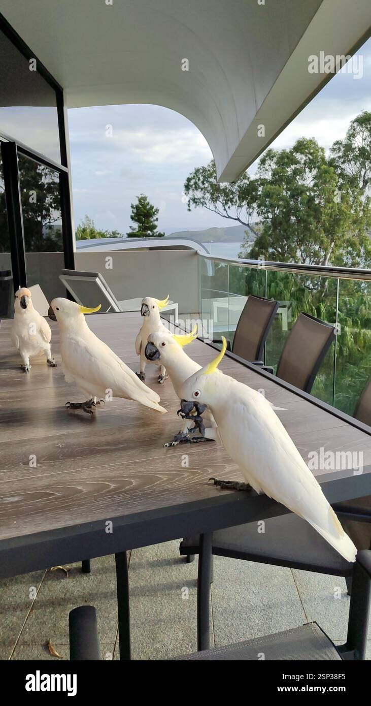 Three white cockatoos with yellow crests perch on a wooden table on a ...