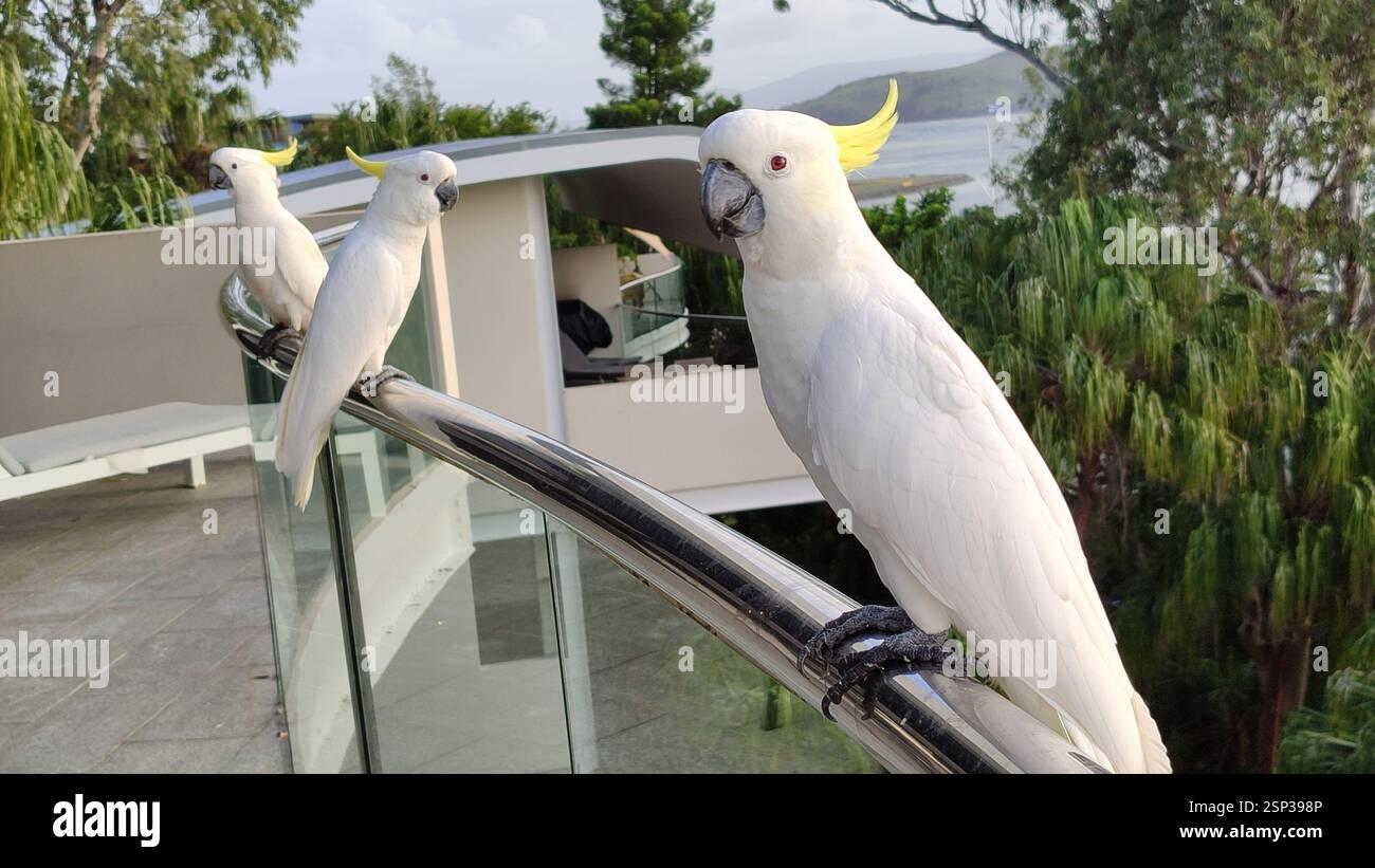 Two white cockatoos with yellow crests perched on a Hamilton Island ...