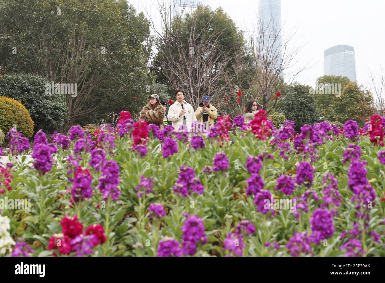 Spring flowers burst into bloom in Shanghai, China, 11 February, 2025 ...