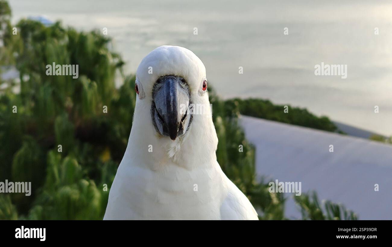 A white cockatoo perched on a tree branch with its crest raised, likely ...