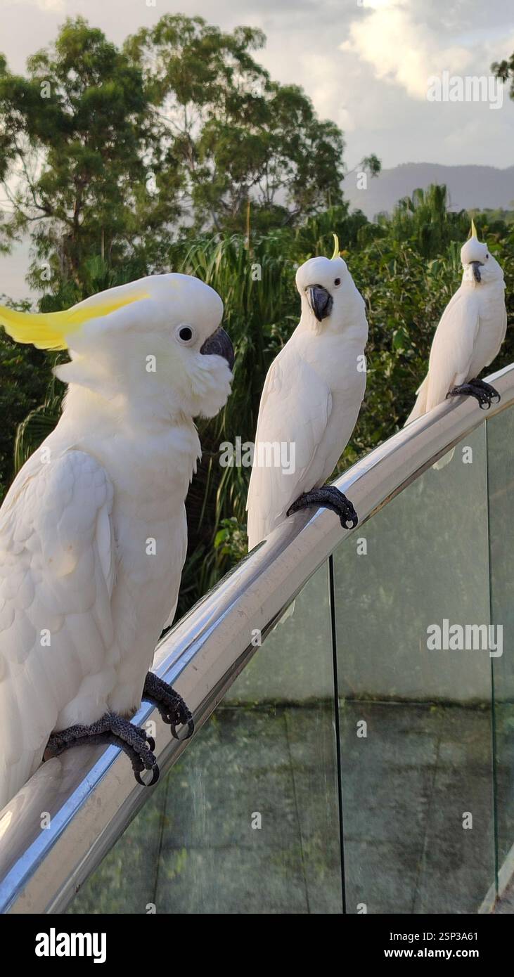 Three white cockatoos perched on a glass railing on a Hamilton Island ...