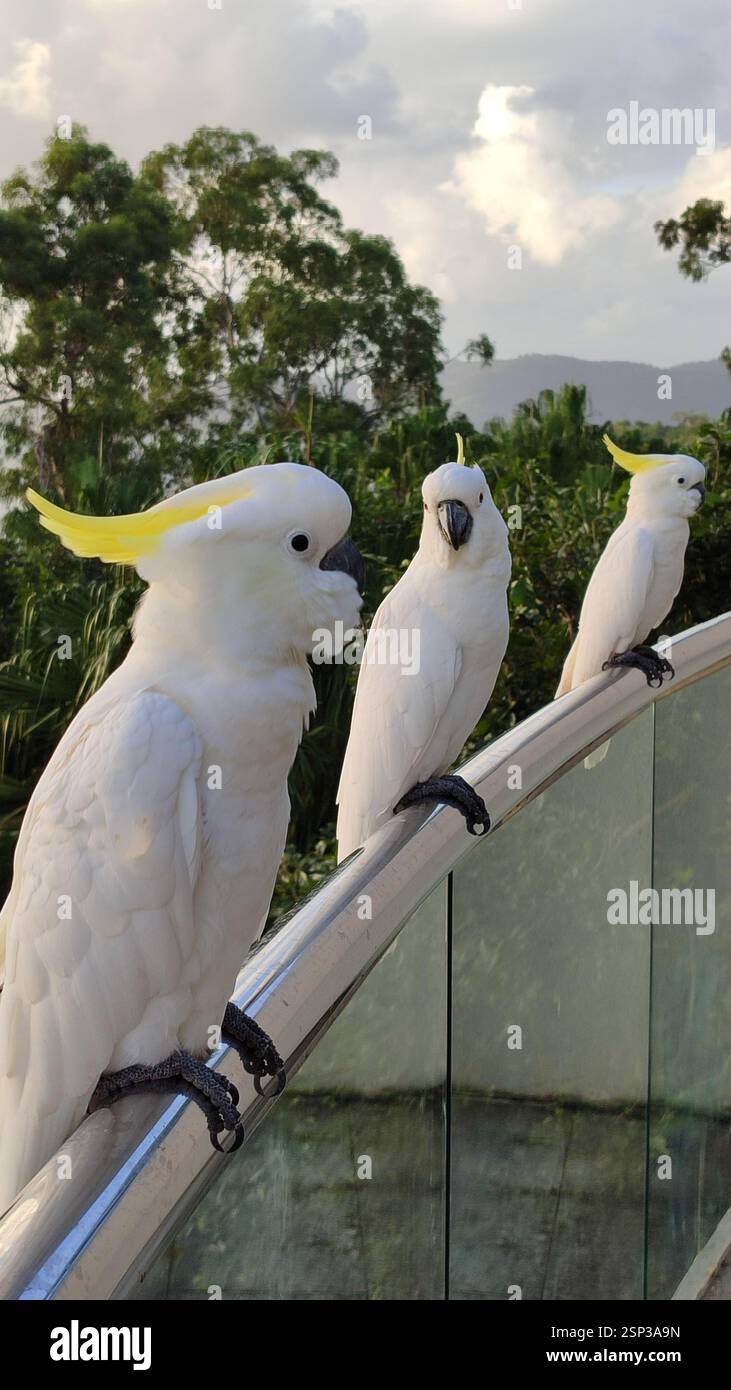 Three white cockatoos huddle on a Hamilton Island balcony railing ...