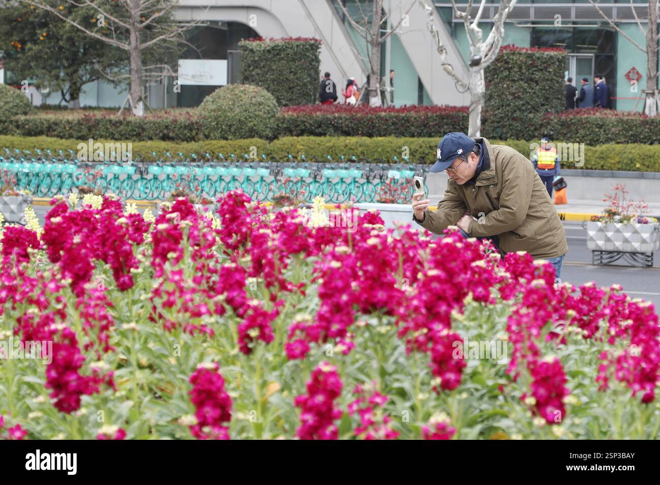 Spring flowers burst into bloom in Shanghai, China, 11 February, 2025 ...