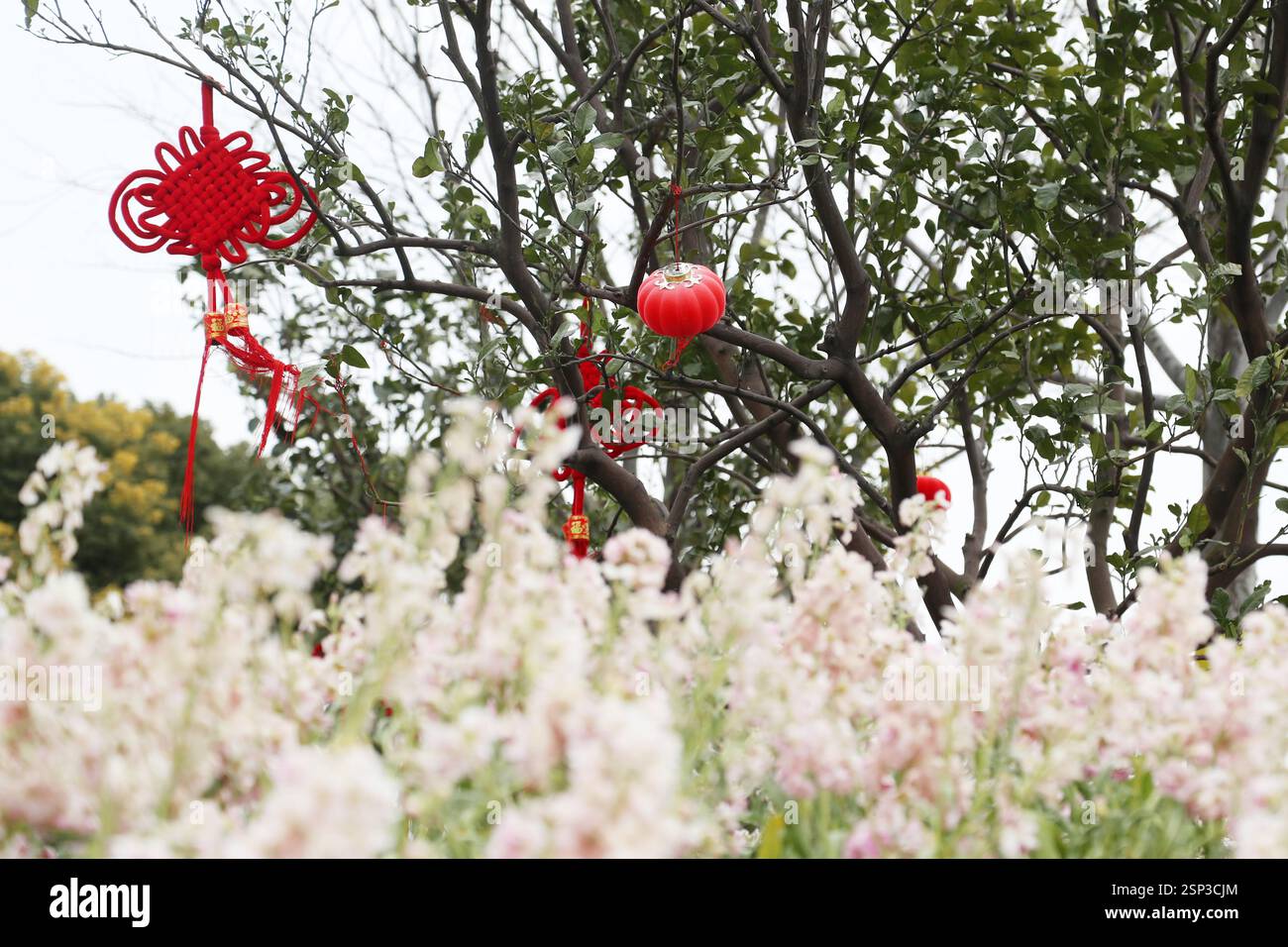 Spring flowers burst into bloom in Shanghai, China, 11 February, 2025 ...