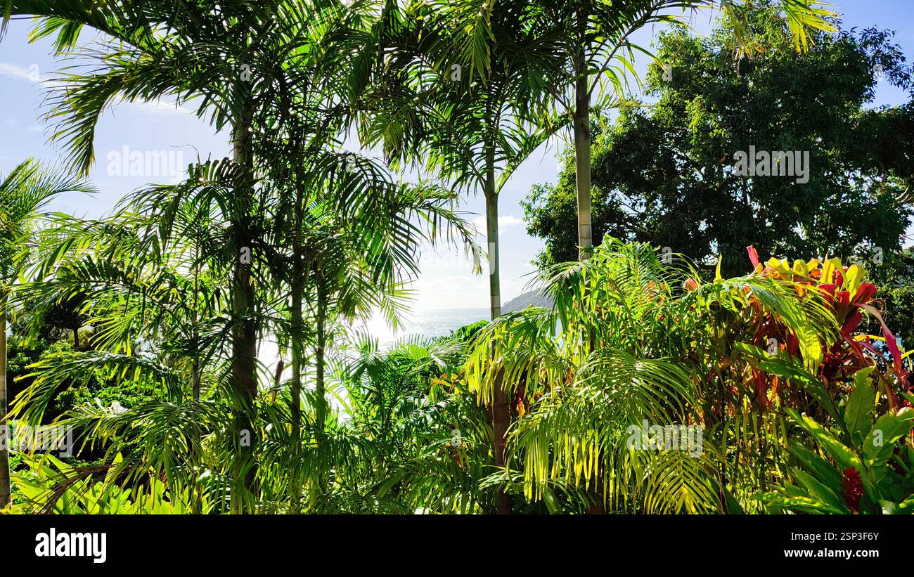 Hamilton Island oasis: towering palm trees frame a glimpse of the ...