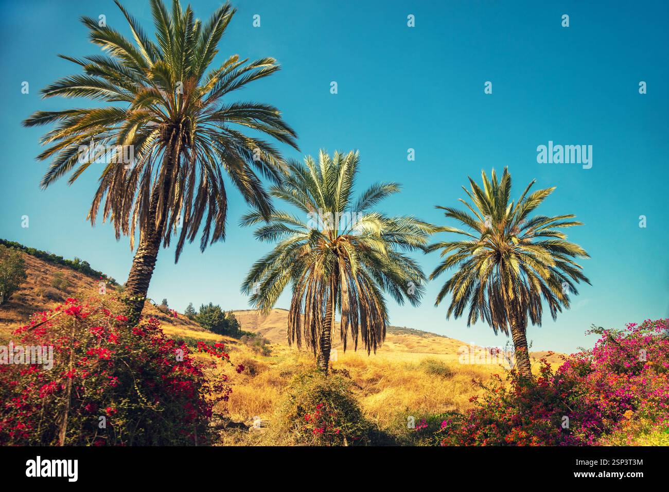 Mountain landscape with palm trees near the Sea of Galilee and Tiberias ...