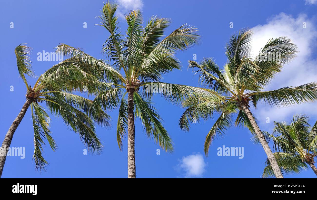 Hamilton Island oasis: tall palm trees sway gently in the breeze ...