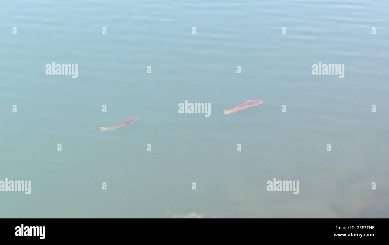 Hamilton Island paradise: crystal-clear waters beckon exploration, with ...