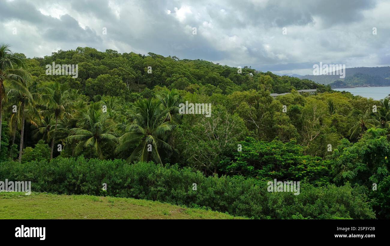 Lush green tropical forest meets a calm, blue ocean. A tropical ...
