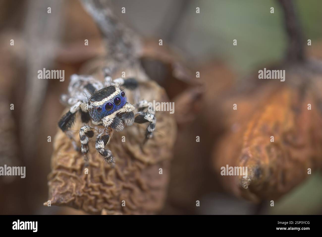A male Peacock spider, Maratus personatus, photographed on location in ...
