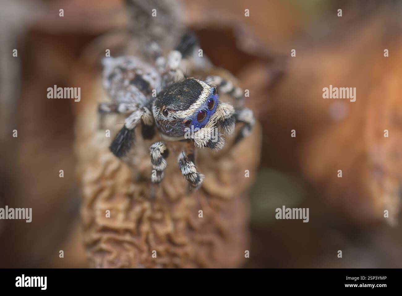 A male Peacock spider, Maratus personatus, photographed on location in ...