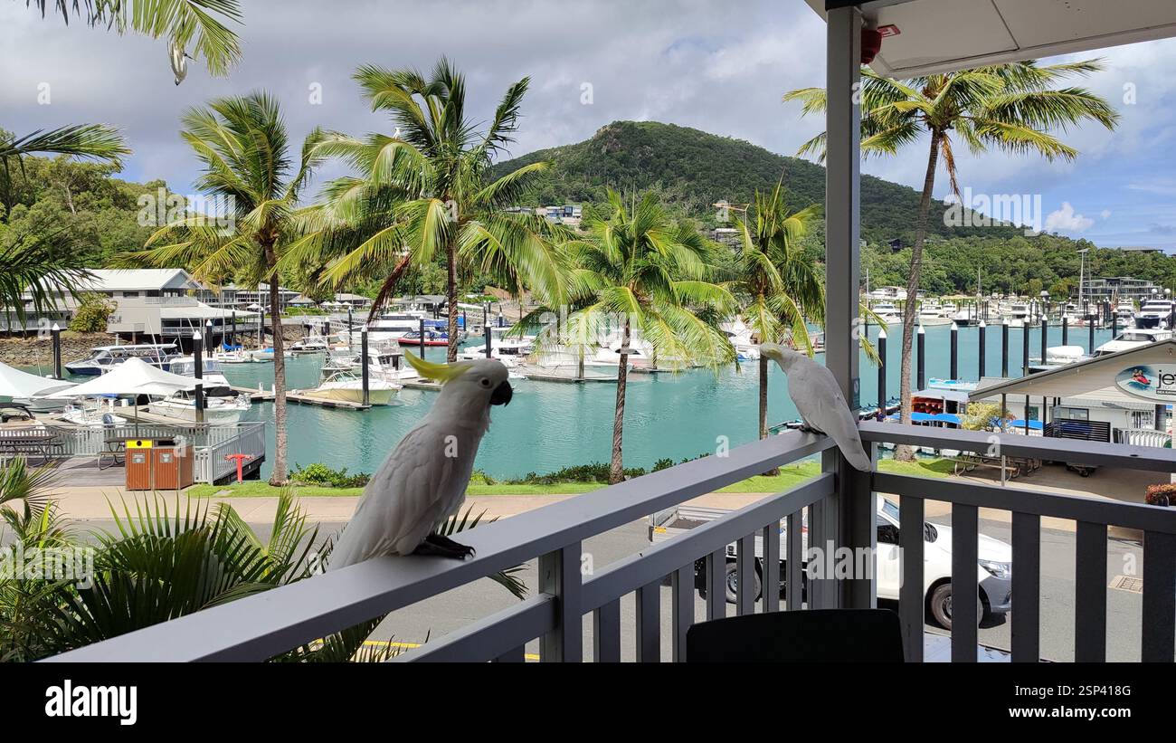 Hamilton Island: Two white cockatoos perched on a balcony railing ...