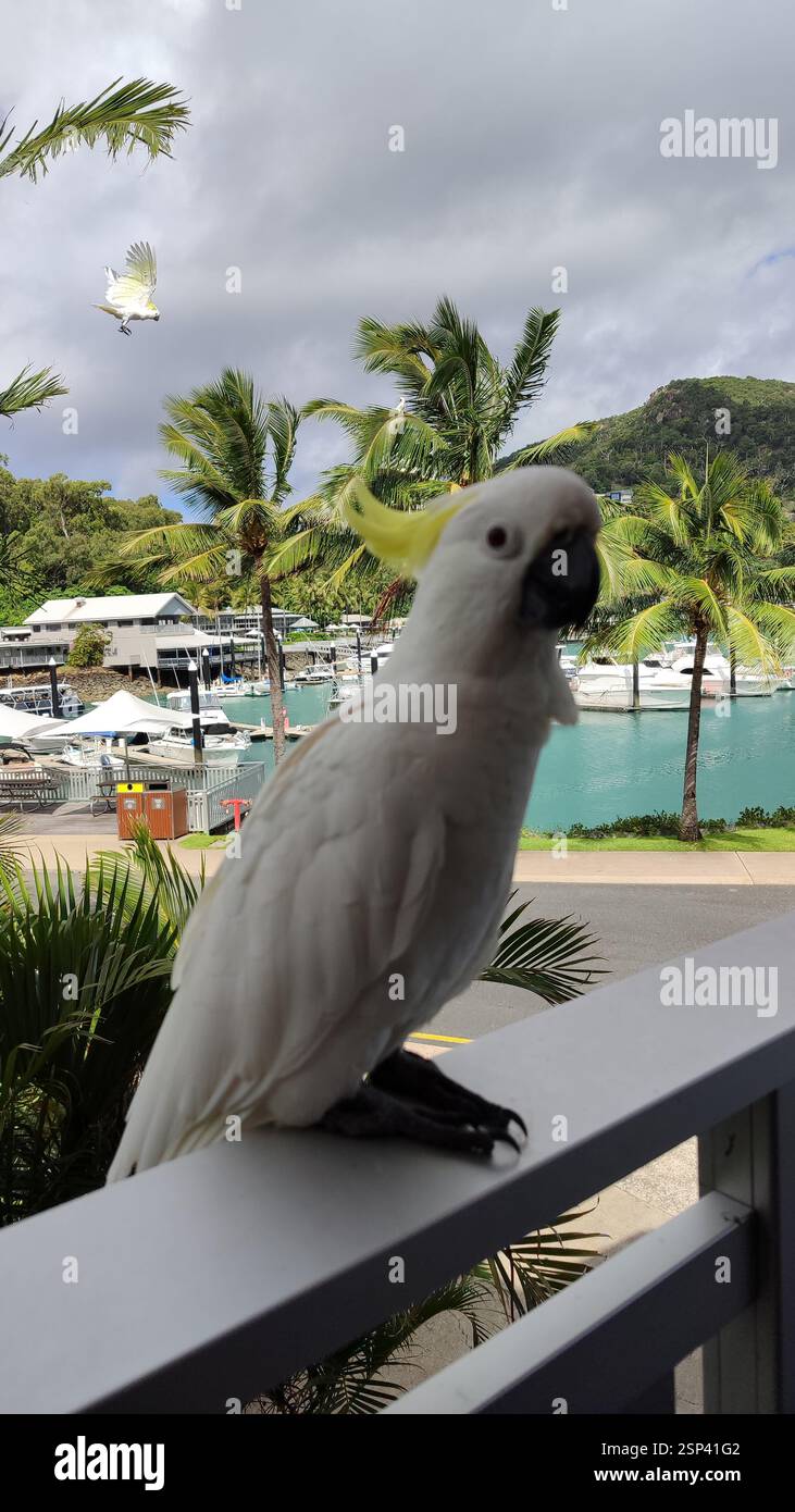 White cockatoo perched on balcony railing, overlooking marina with palm ...